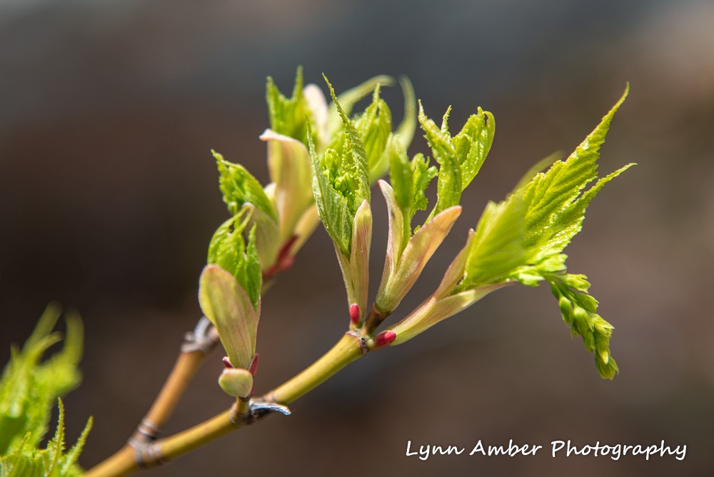 Photo Challenge: Acadia: May 22 – Lynn Amber – Travel & Photography