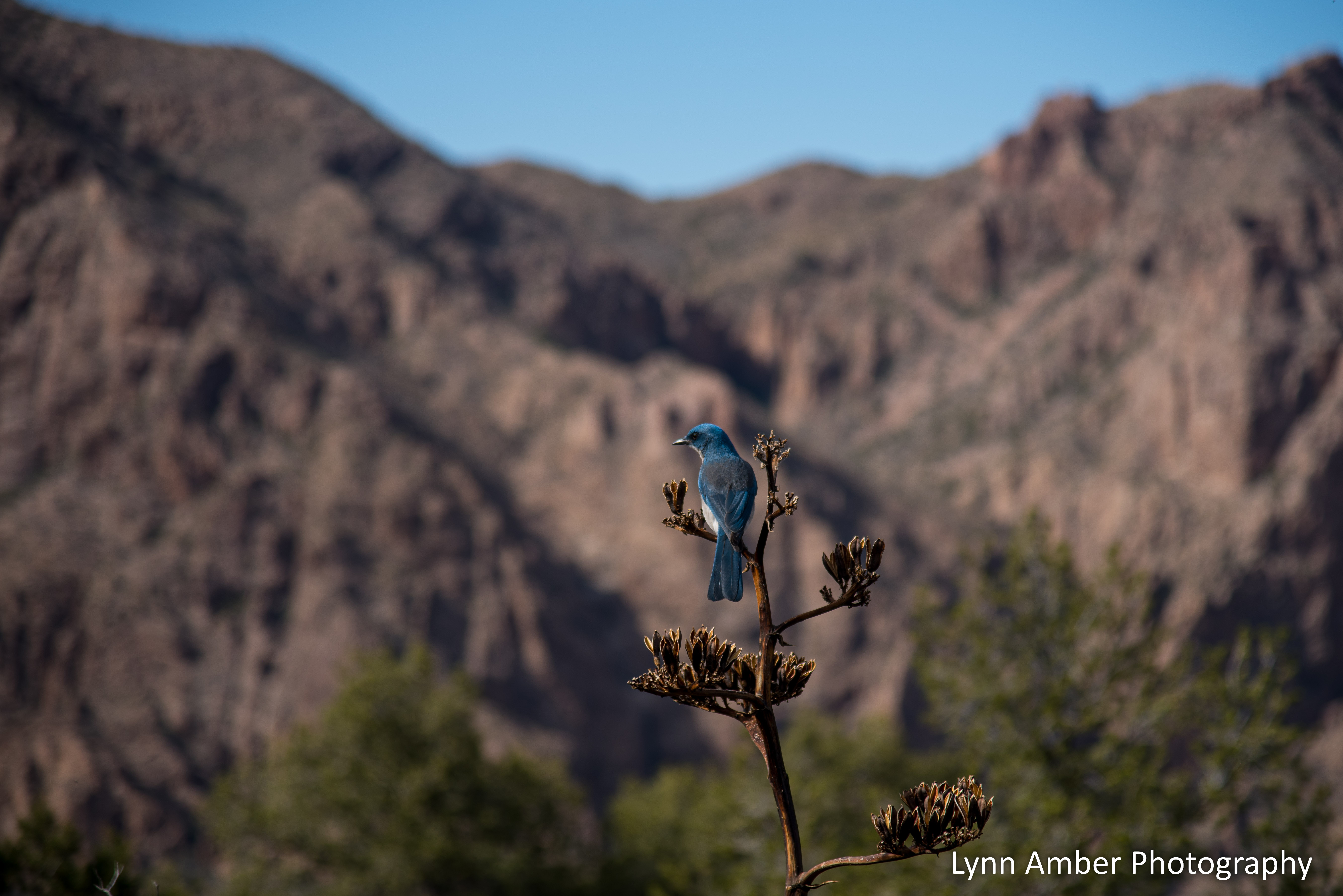 Big Bend Hikes: Long Chisos Basin Loop – Lynn Amber – Travel & Photography