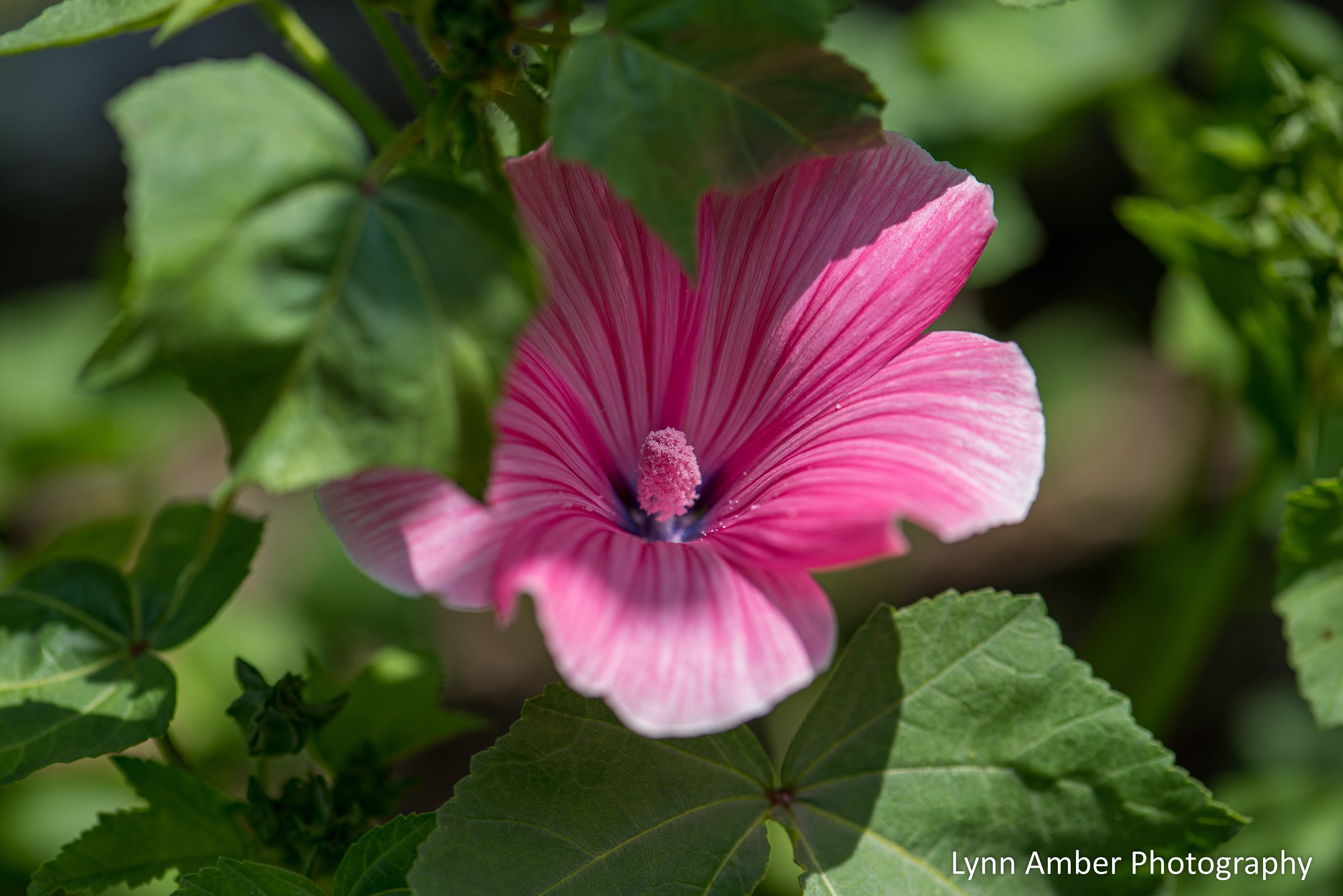 Lavatera – Tree Mallow – Lynn Amber – Travel & Photography
