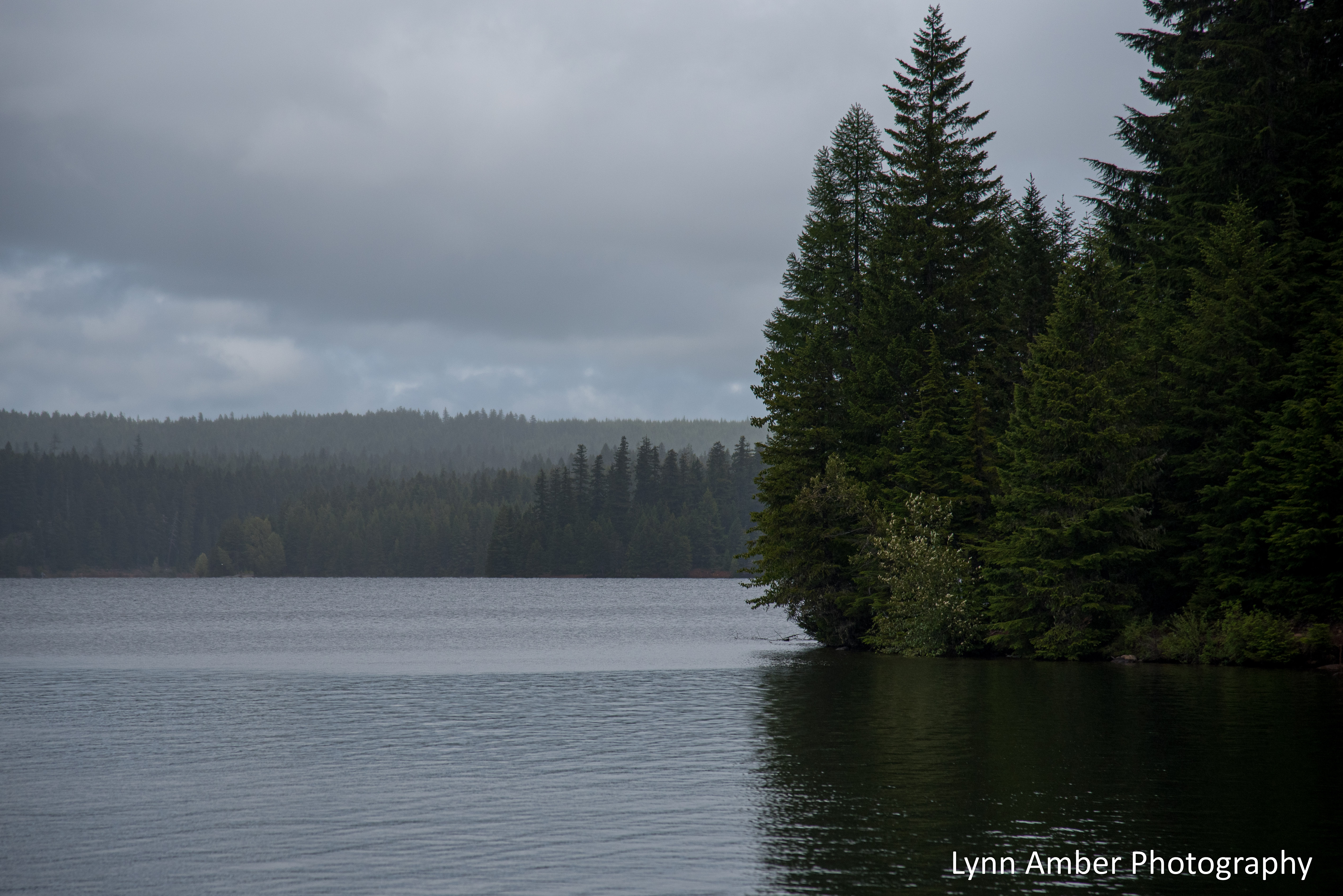 Timothy Lake Journal – More Wildflowers! – Lynn Amber – Travel ...