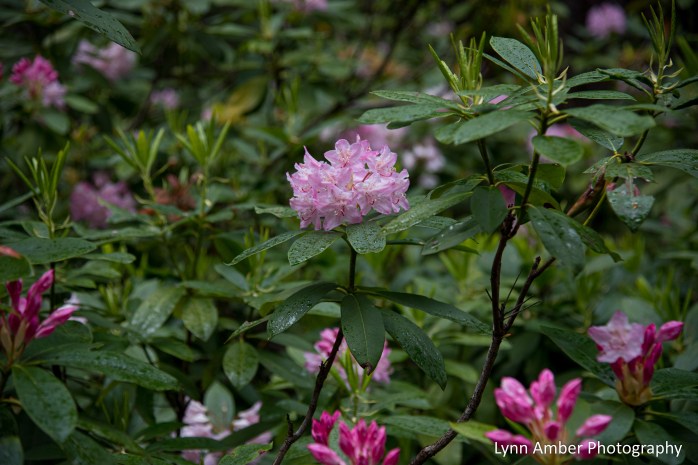 Timothy Lake Journal – More Wildflowers! – Lynn Amber – Travel ...