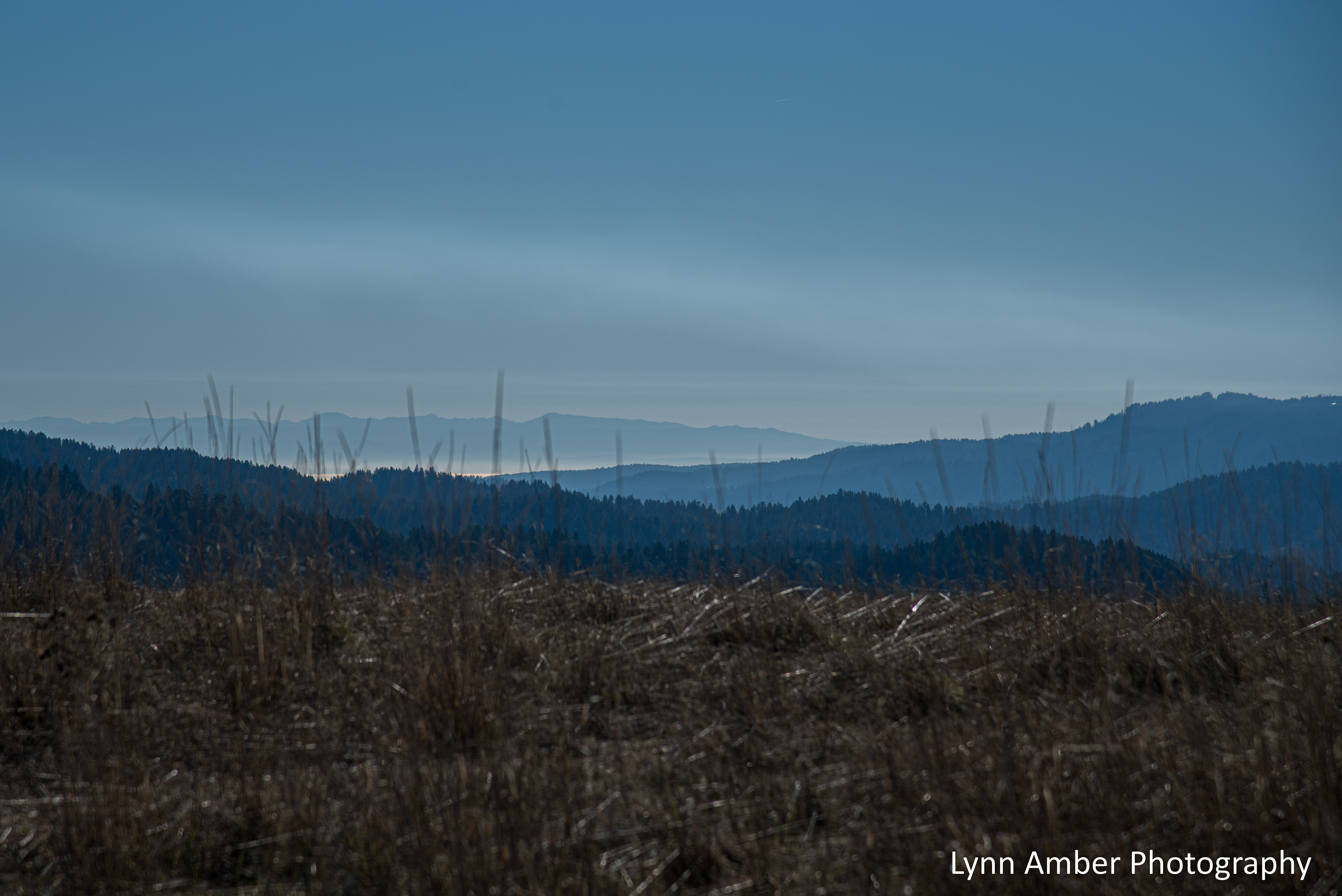 Russian Ridge Open Space Preserve 1.20.2025 – Lynn Amber – Travel ...