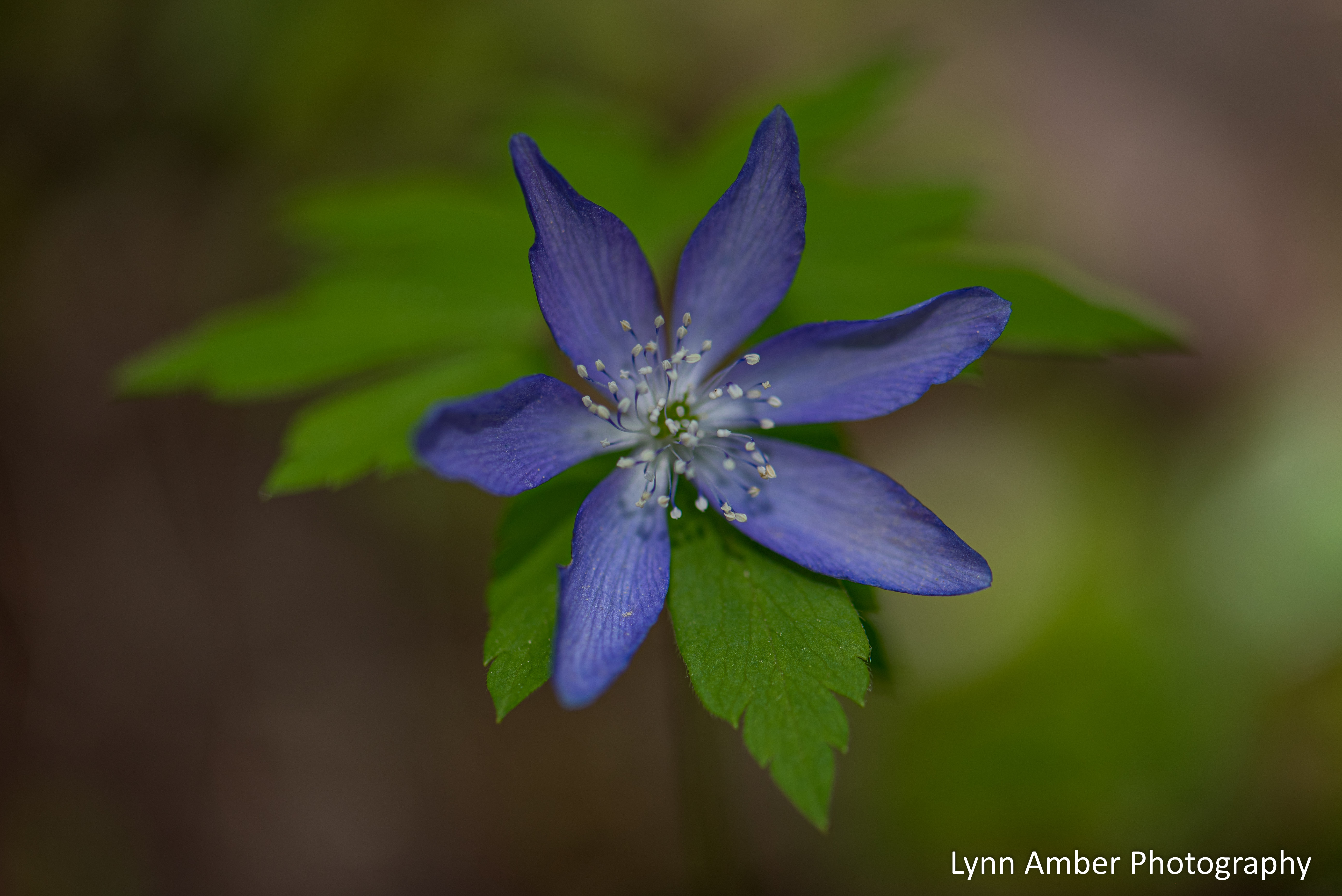 Timothy Lake 2025 – Early Wildflowers – Lynn Amber – Travel & Photography