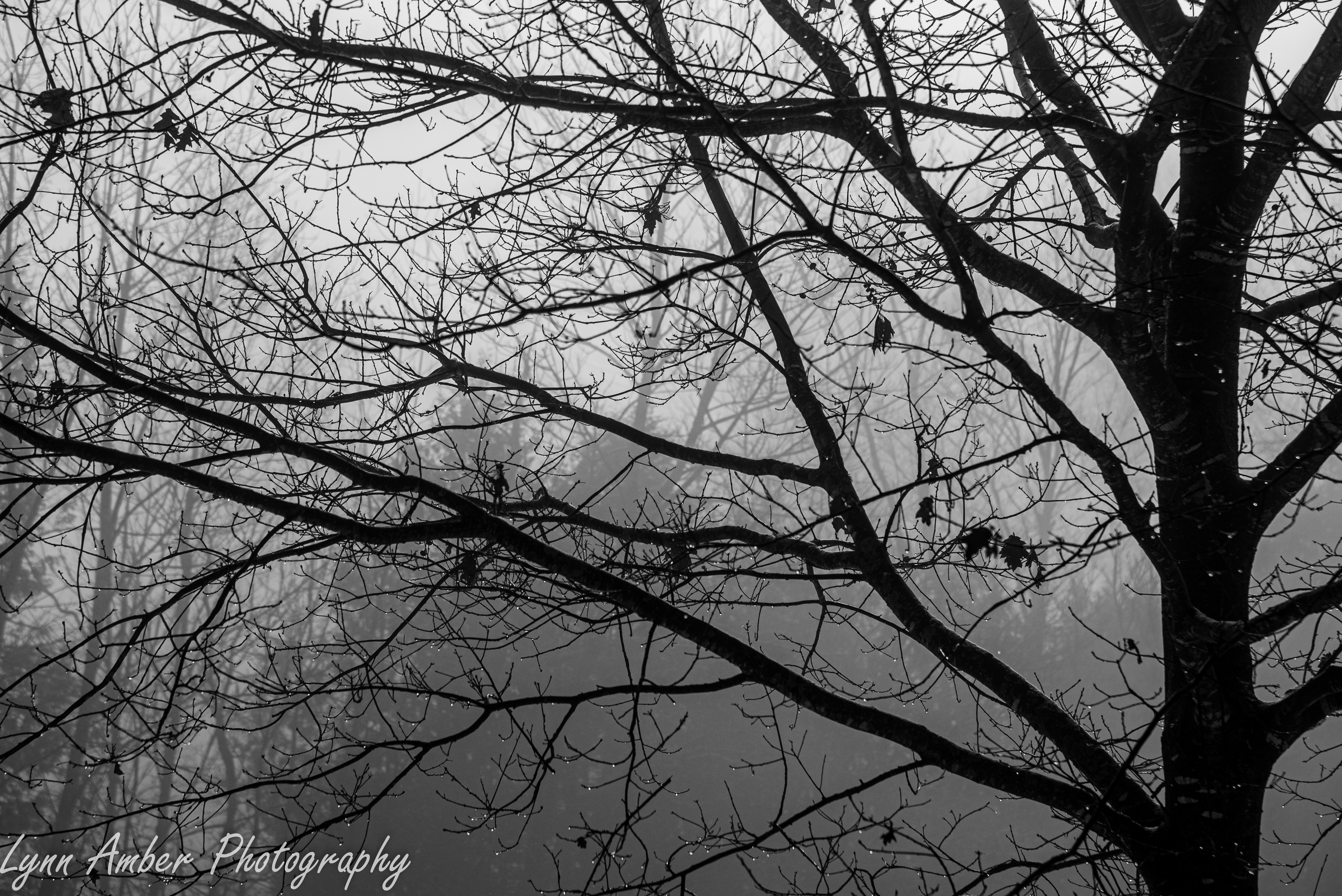 Winter Fog – Lynn Amber – Travel & Photography
